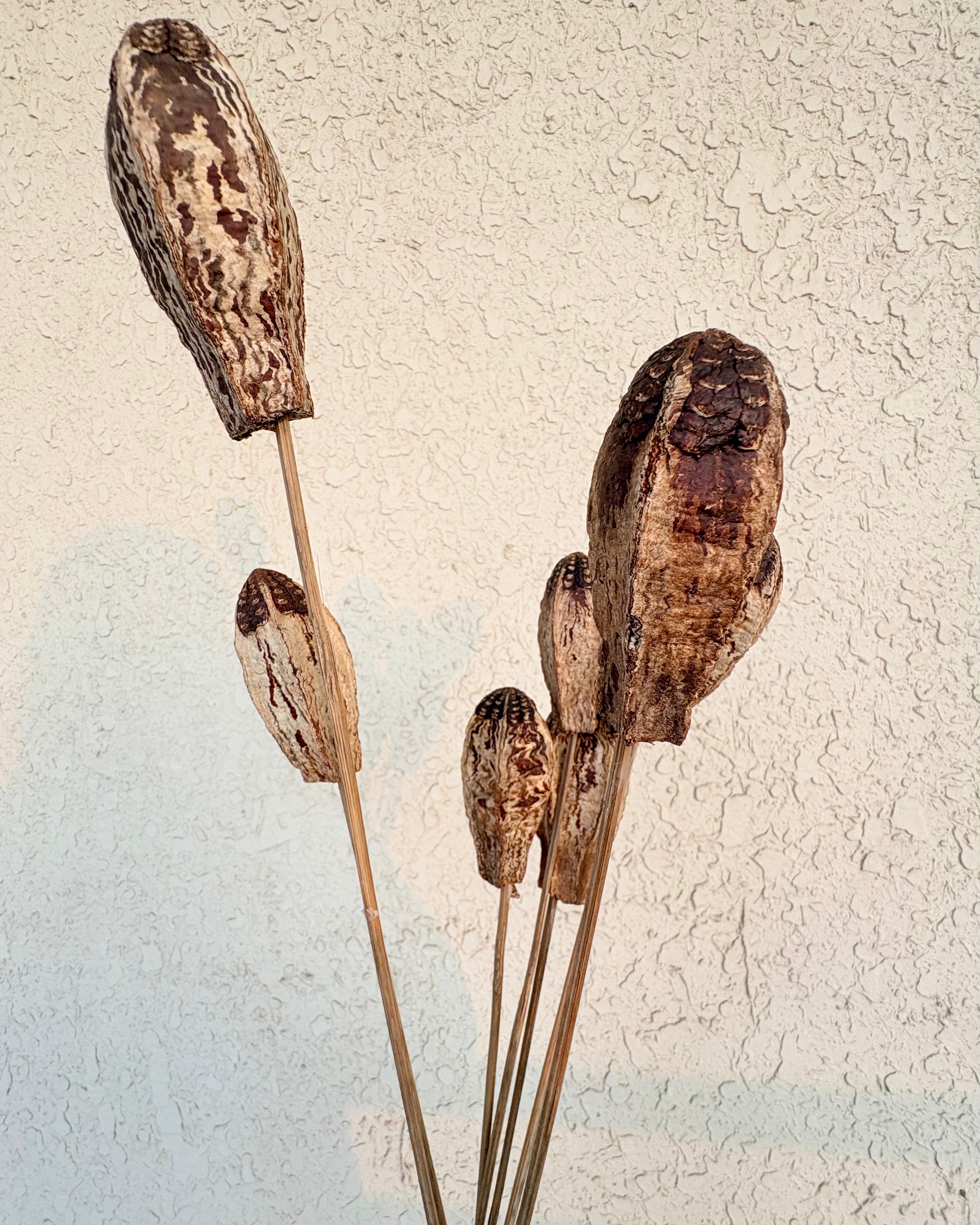 Mahogany Pod Stem Bunch – Casarella