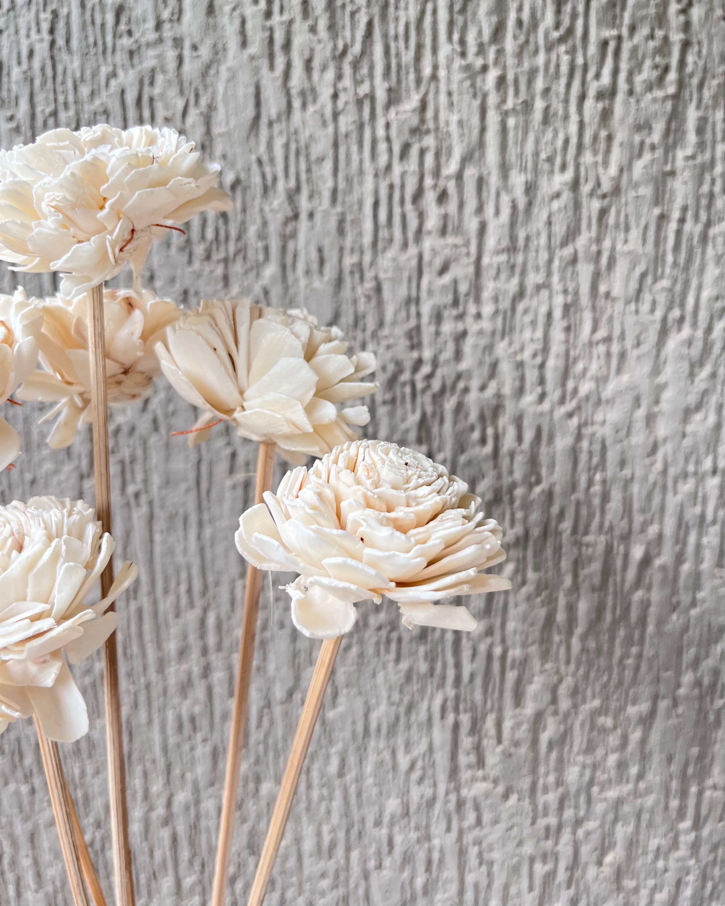 Shola flower – Casarella